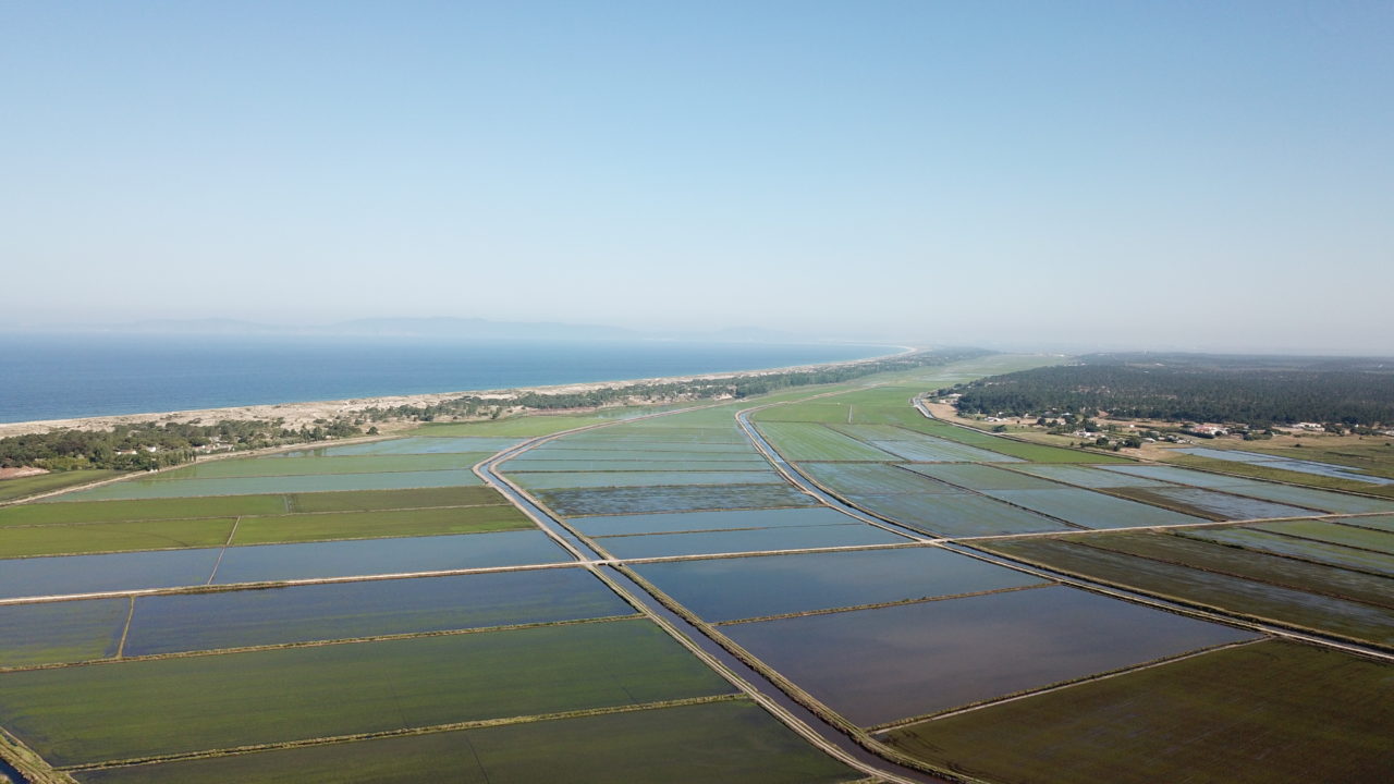 The Magnificent Rice Fields of Comporta Portugal